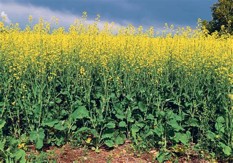 Canola Plant
