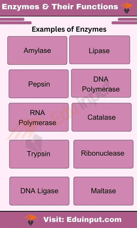 Examples Of Enzymes And Their Functions In 2024 Enzymes Peptide Bond