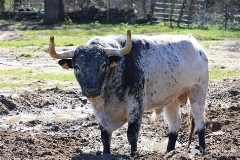 Bullfighting Vocabulary Dive Into Spanish Culture Campotoro Es