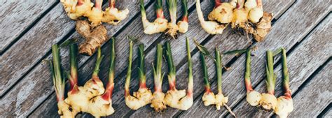 Имбирь как вырастить в домашних условиях как посадить корень