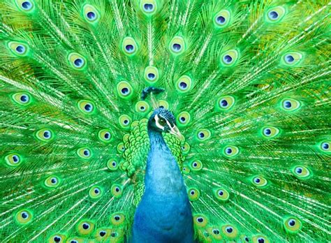 Premium Photo Close Up Of Peacock With Fanned Out Feathers