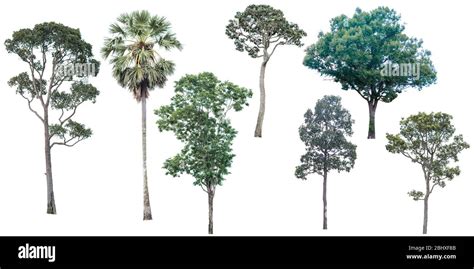 Collection Of Tree Isolated On A White Background Stock Photo Alamy