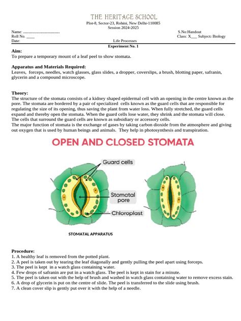 Practical 1 Stomatal Peel Pdf Stoma Leaf