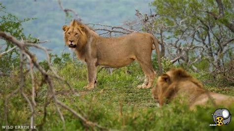 فیلم مستند حیوانات وحشی عجایب و کامل حیات وحش افریقا فیلو