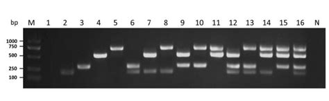Specificity Testing Of Multiplex Pcr With Single Or Mixed Templates Download Scientific