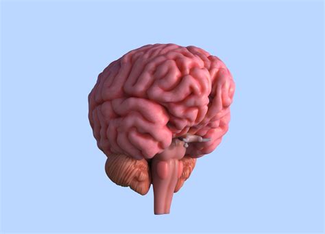 Anatomically Correct Brain Model 3d Model 15 Unknown Free3d