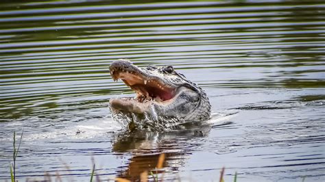 Florida Alligator Kills Woman Canoeing With Her Husband