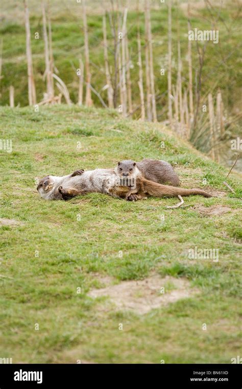 Eurasian Otters Lutra Lutra Pair Playing And Relaxing On Land By