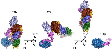 The Cleavage Steps Carried Out By Fi During C3b Regulation When C3b