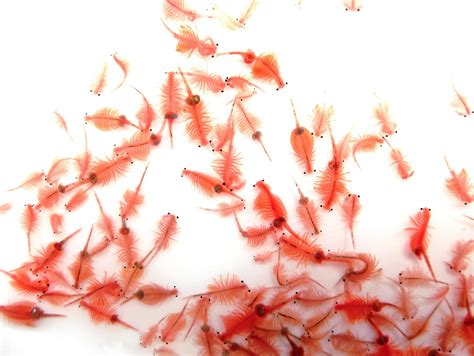 Not Only Worms Can Be Measured Other Organism We Have Tested Phylumtech