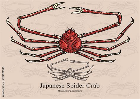 Japanese Spider Art
