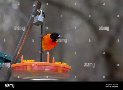 Baltimore Oriole Feed