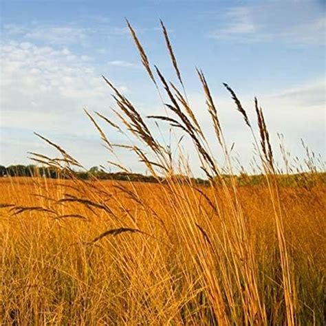 Outsidepride Perennial Tall Native Grass Seed Mix 5 Lbs Blend Of Drought Tolerant Low