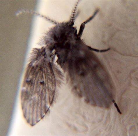 Drain Fly Clark Pest Control