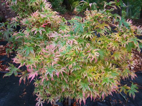 Buy Acer Palmatum Ukigumo Floating Clouds Japanese Maple — Mr Maple