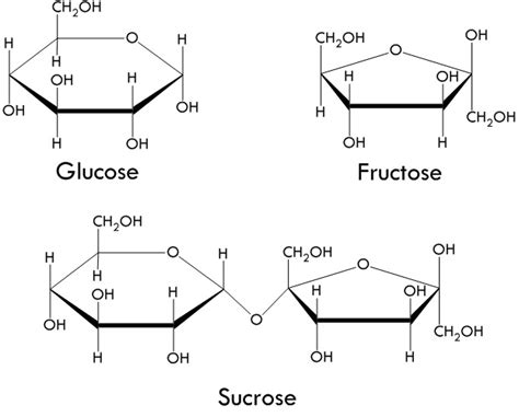 Difference Between Glucose And Fructose Glucose Vs Fructose My XXX Hot Girl