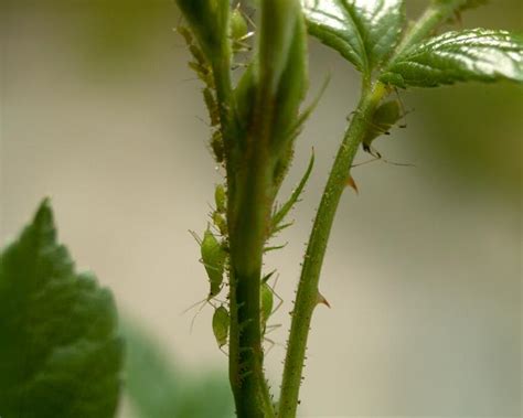 Bladluizen Lens Roses