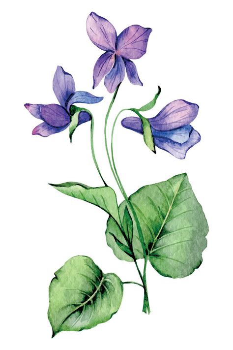 Violet Watercolor Illustration Violet Flower Isolated On White February Birth Month Flower