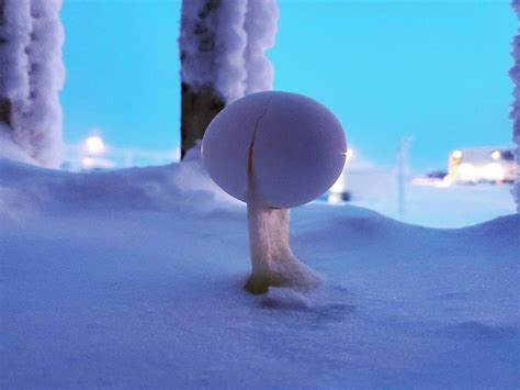 Eggstrodinary Photograph By Constance Lang Kbex Artwork Fine Art