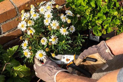 How To Make And Use Pyrethrin Insecticide