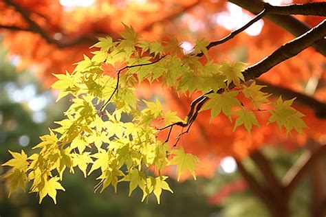 만화 일러스트 손으로 그린 일본식 일러스트레이션 손으로 그린 캐릭터 소녀 Png 일러스트 및 Psd 이미지 무료 다운로드