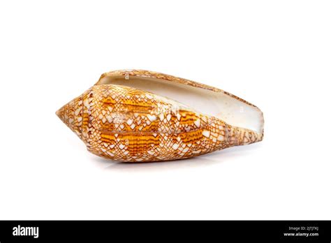 Image Of Conus Omaria Patonganus Sea Shell Is A Species Of Sea Snail A Marine Gastropod Mollusk