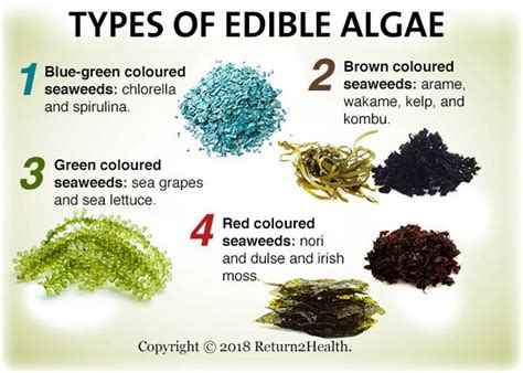 Types Of Sea Vegetables Edible Seaweeds List With Pictures Artofit