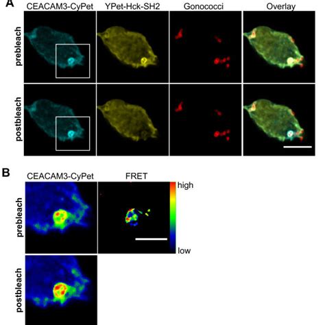 The Hck Src Homology 2 Sh2 Domain Directly Associates With Download Scientific Diagram