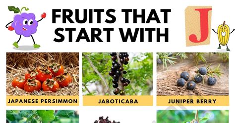 Fruits And Vegetables That Start With J At John Macdonald Blog