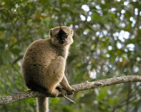 Common Brown Lemur Facts Diet Habitat And Pictures On Animaliabio