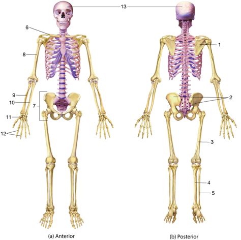Appendicular Skeleton Diagram Quizlet