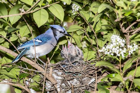 Blue Jay Feeding Chicks Stock Image C0338521 Science Photo Library