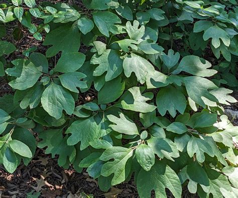 How To Grow Sassafras Expert Native Tree Advice Homes And Gardens
