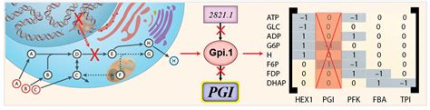 Using Genome Scale Models To Predict Biological Capabilities Atlas Of Science