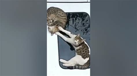 عشق گربه ایی😍😍😍 Youtube