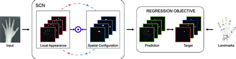 Anatomical Landmark Localization By Regressing A Heatmap For Each Download Scientific Diagram