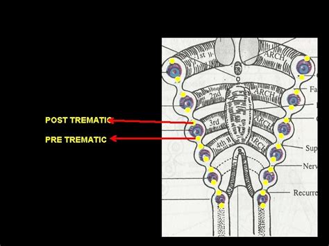 Pharyngeal Arches Primitive Pharynx Stomodeum Hind Brain Vesicle