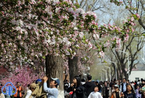 津云：【津云镜头】2024天津大学“海棠季”校园开放日举行 天津大学新闻网