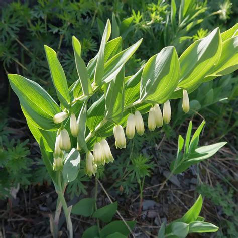 Plant Faqs Polygonatum Odoratum Plant Faqs Polygonatum Odoratum