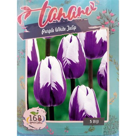 Jual Benih Bibit Biji Bunga Tulip Purple White Edge Tulip Seeds Isi 5 Biji Shopee Indonesia