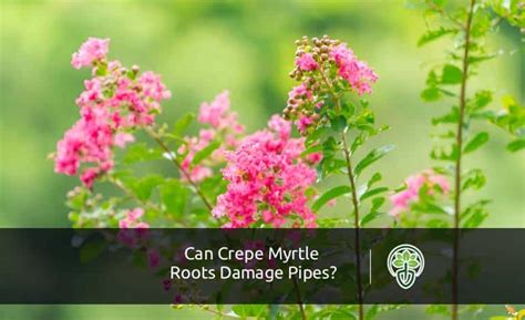 How To Root Azalea Cuttings Step By Step Guide For Beginners