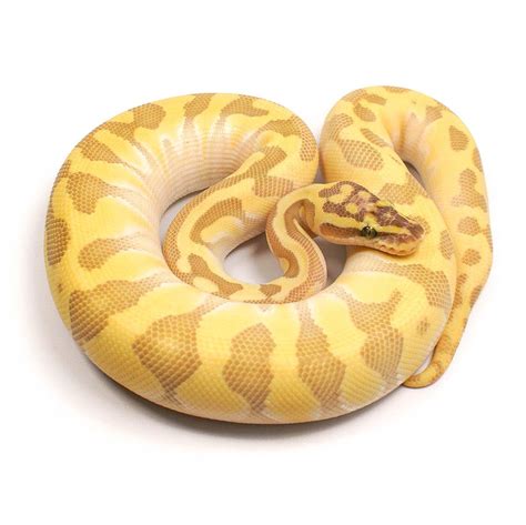Enchi Firefly Ball Python