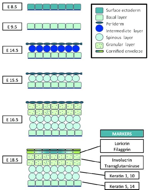Timeline Representing Epidermal Progenitor Commitment Steps During