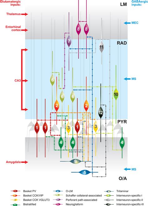 Schematic Representation Of Synaptically Connected Gabaergic Inhibitory