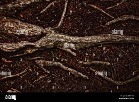 Tree Roots On The Soil Closeup Stock Photo Alamy