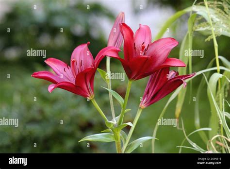 Lily Or Lilium Perennial Herbaceous Flowering Plant With Three Large Dark Red Fully Open