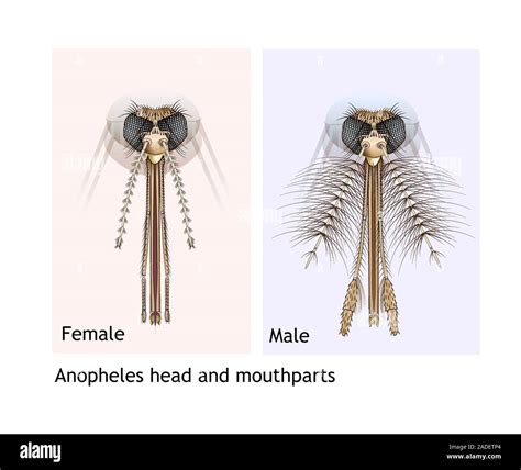 Illustration Of The Head And Mouth Parts Of Anopheles Sp Female And
