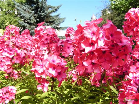 Многолетники цветущие все лето