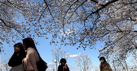 오랜만에 만나는 파란 하늘과 벚꽃