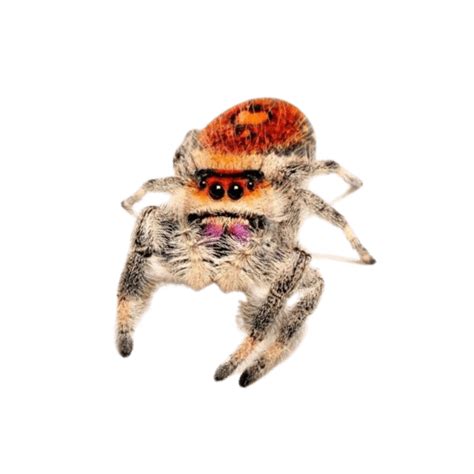 Jumping Spider Avonturia
